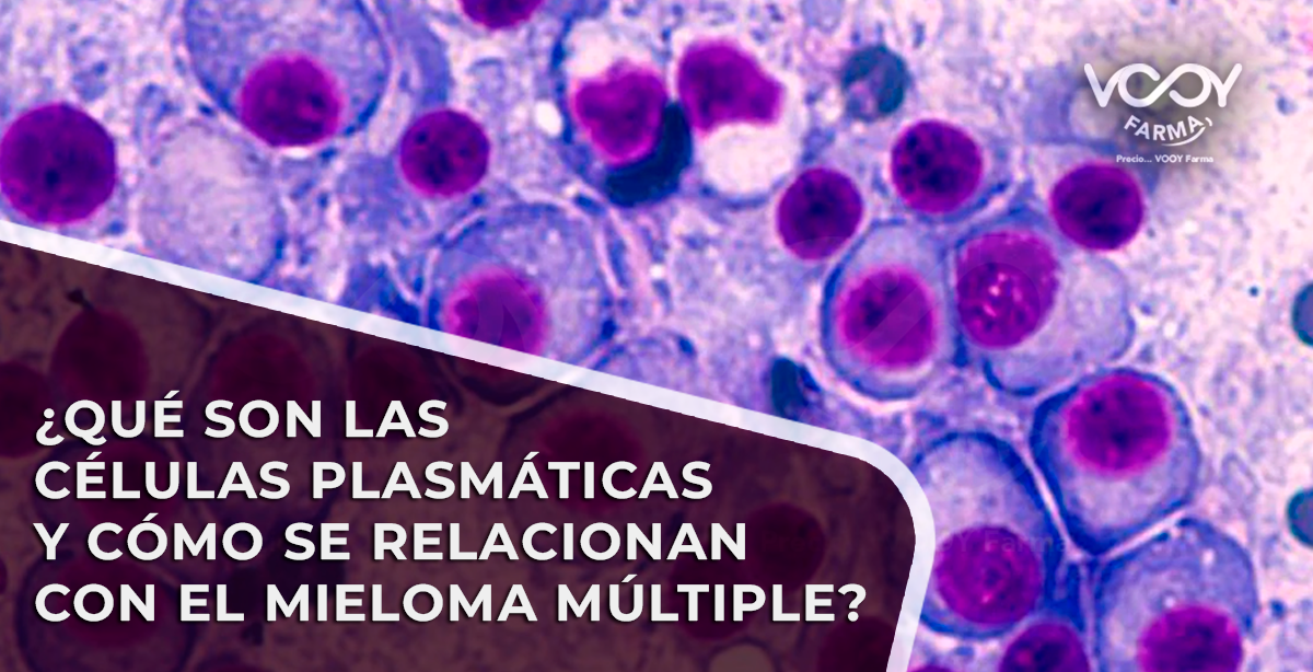Celulas Plasmaticas No Mieloma Multiplo Foto De Estudo Da Medula